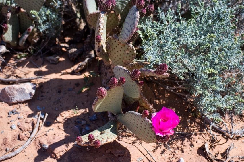 Using Native Plants in Landscaping - OPE Reviews