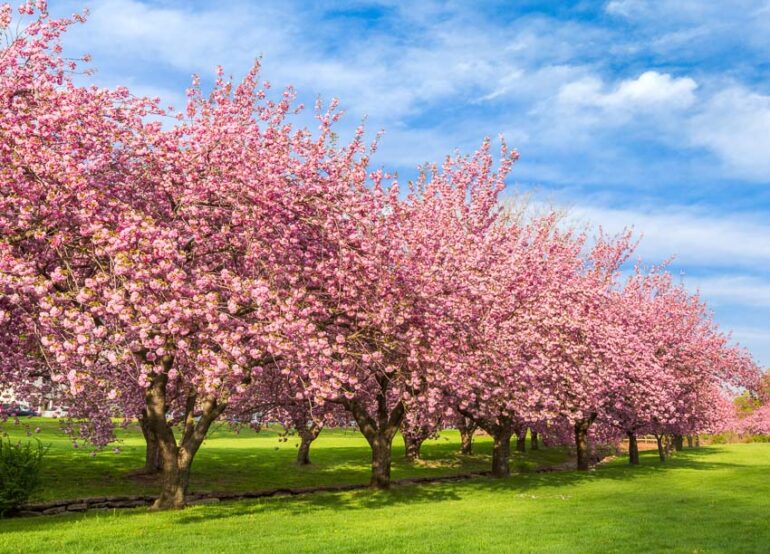 Best Flowering Trees: Choosing and Caring for Blooming Beauties - OPE ...